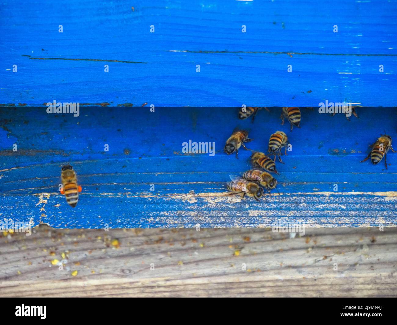 bees working and producing honey in a hive in a organic flower fields ...