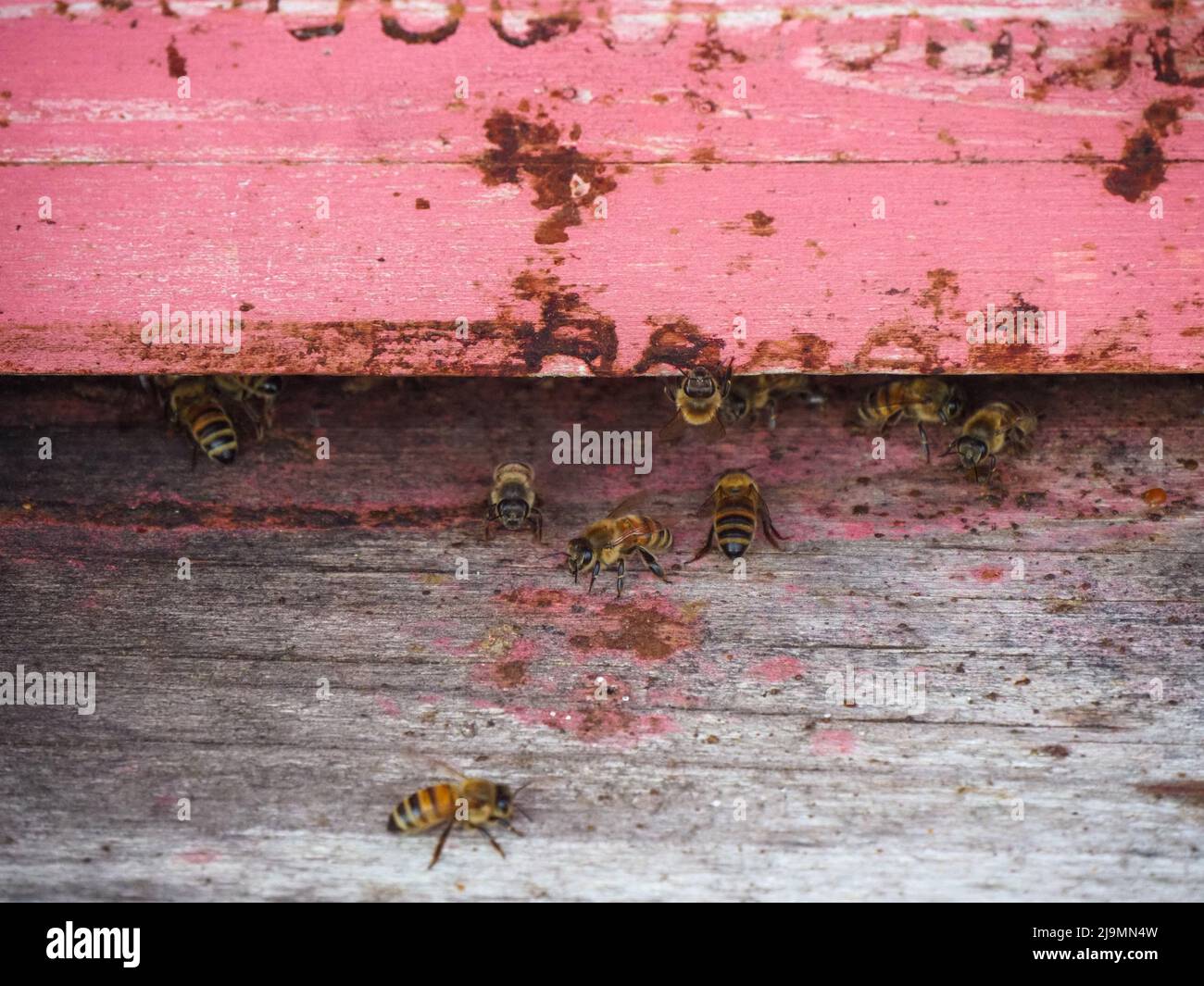 bees working and producing honey in a hive in a organic flower fields ...