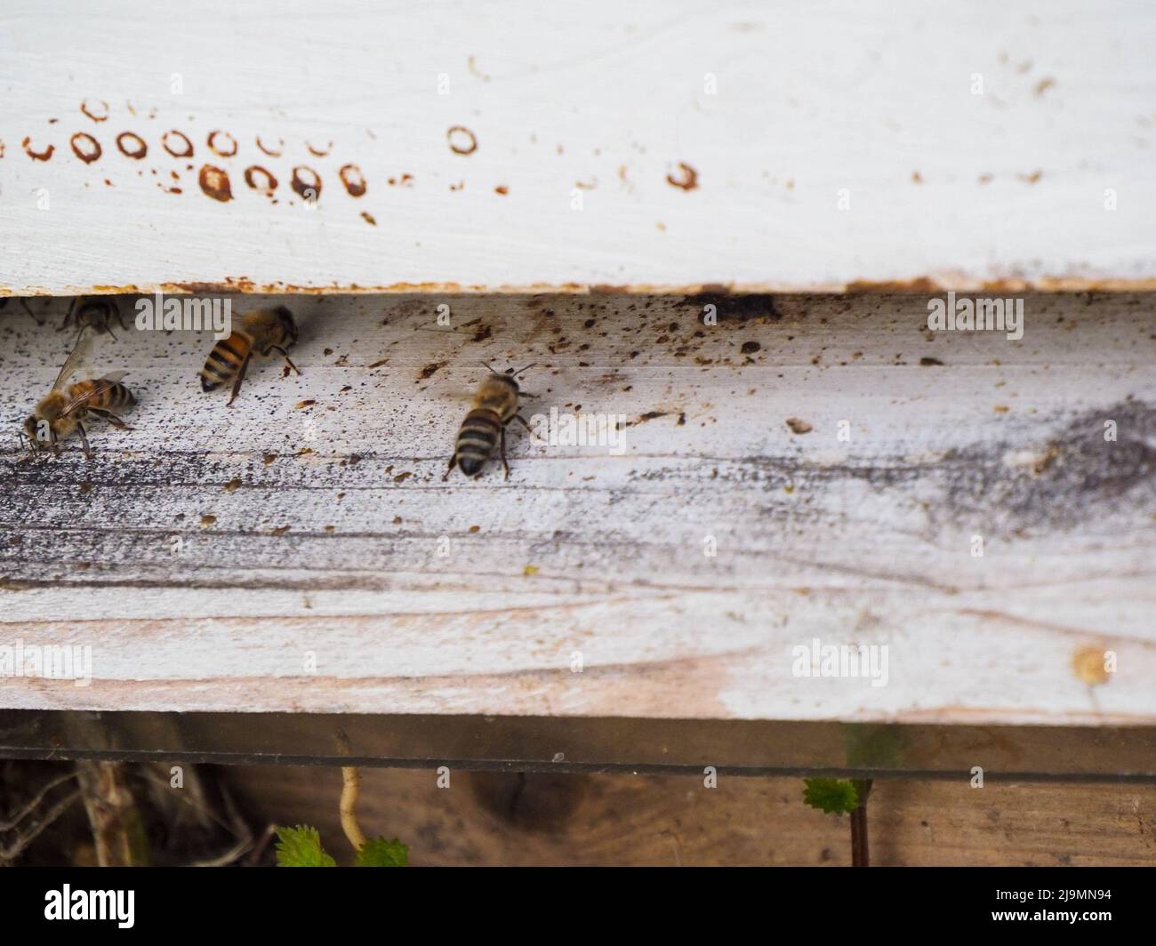 bees working and producing honey in a hive in a organic flower fields ...