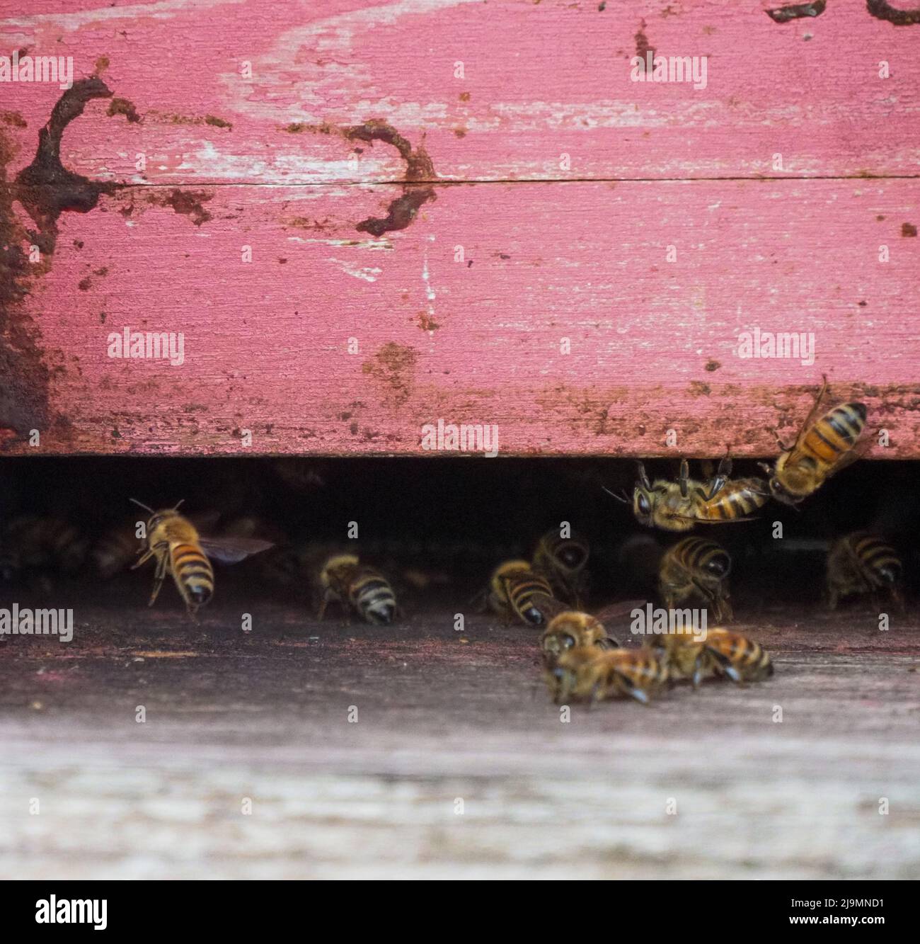 bees working and producing honey in a hive in a organic flower fields ...