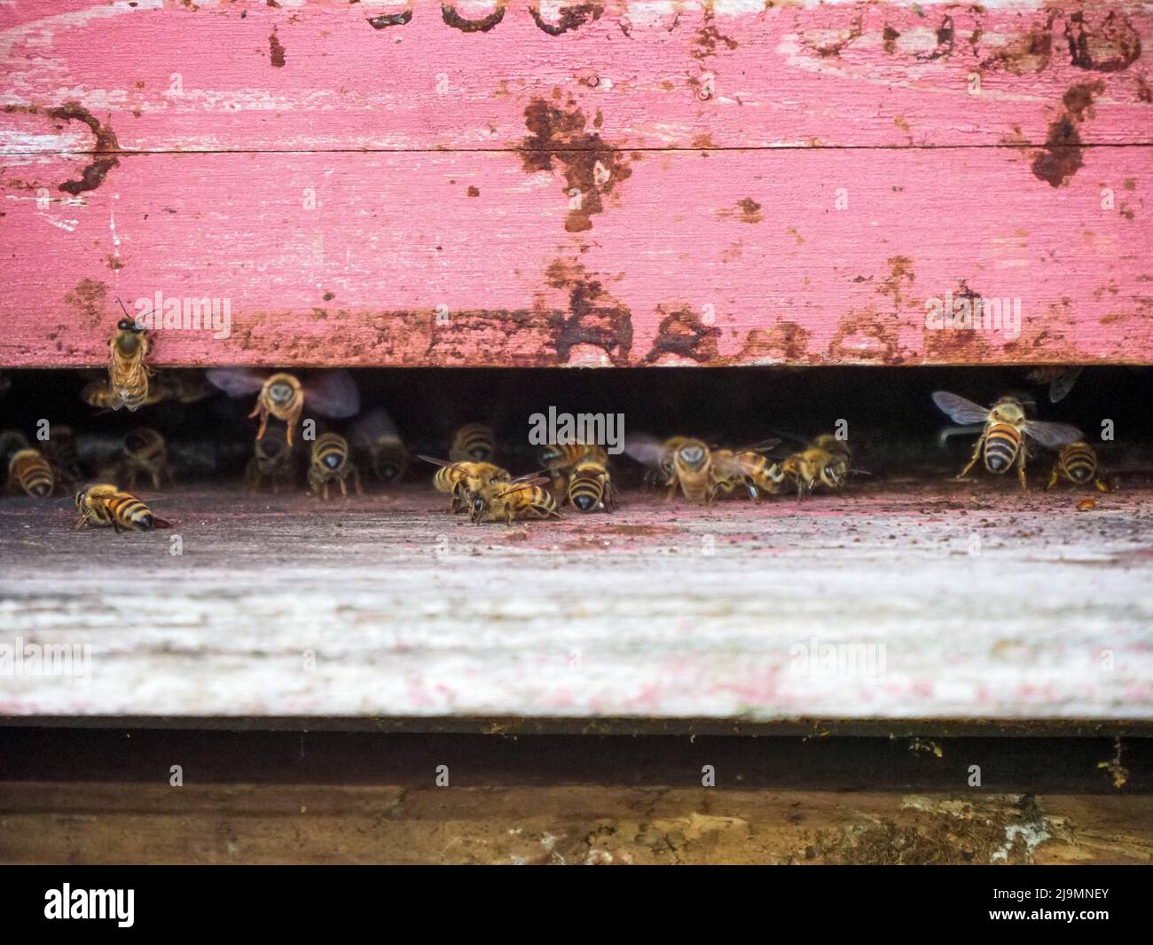 bees working and producing honey in a hive in a organic flower fields ...