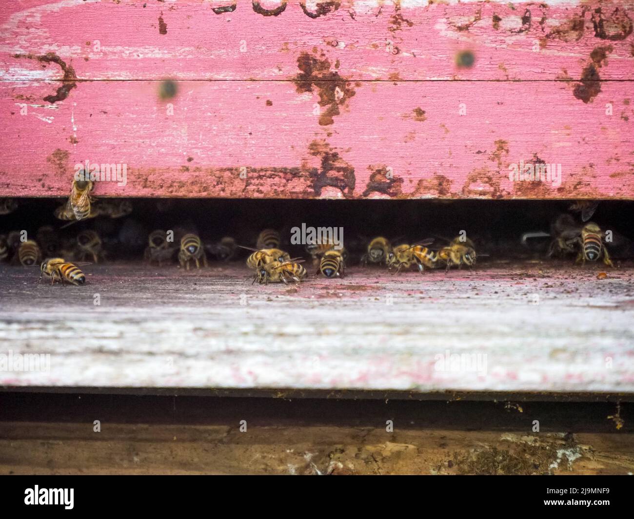 bees working and producing honey in a hive in a organic flower fields ...