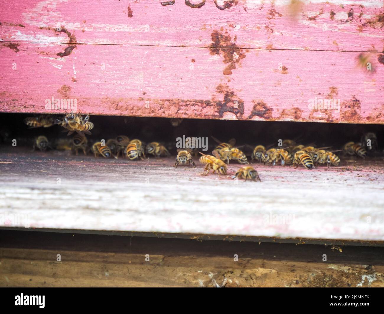 bees working and producing honey in a hive in a organic flower fields ...
