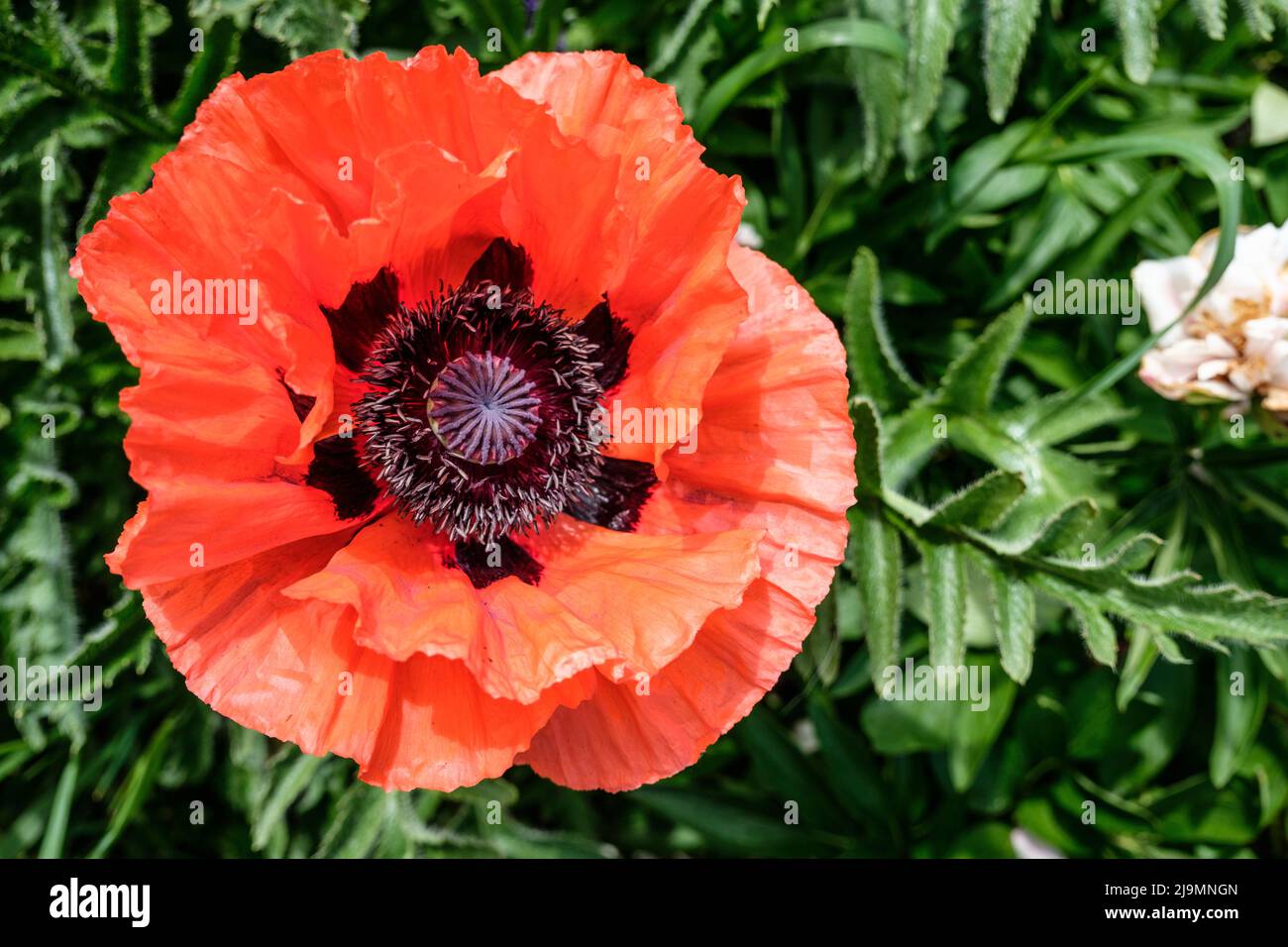 Poppy flower | Fleur de pavot Stock Photo - Alamy