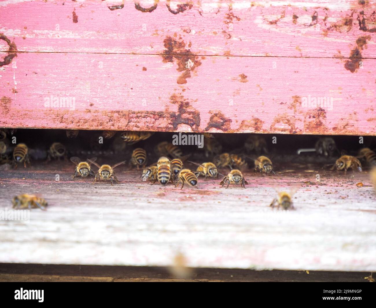 bees working and producing honey in a hive in a organic flower fields ...