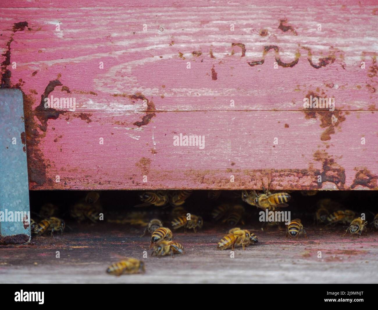 bees working and producing honey in a hive in a organic flower fields ...