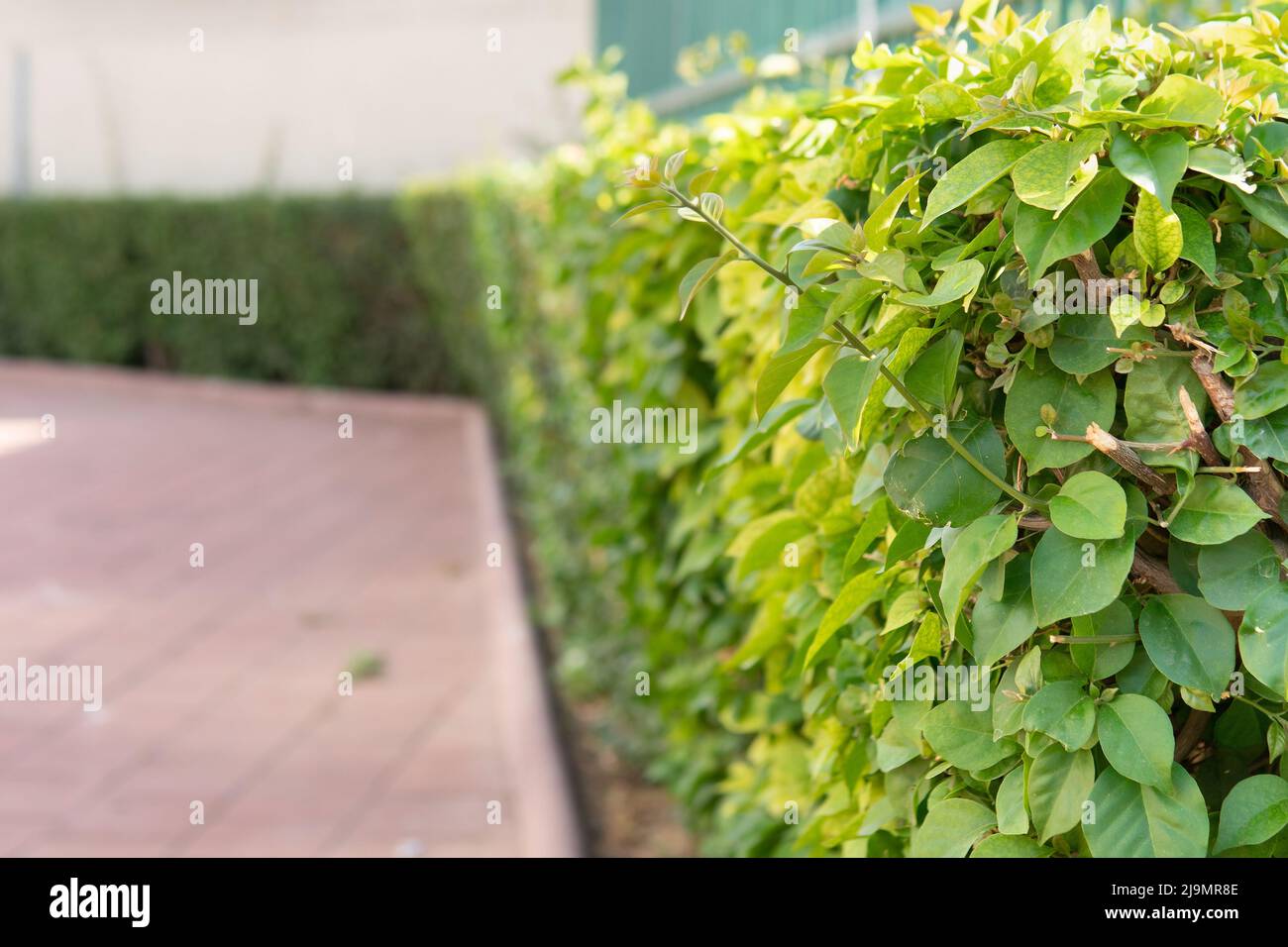 Hedgerow from trimmed green shrubs outdoors on israeli street Stock ...