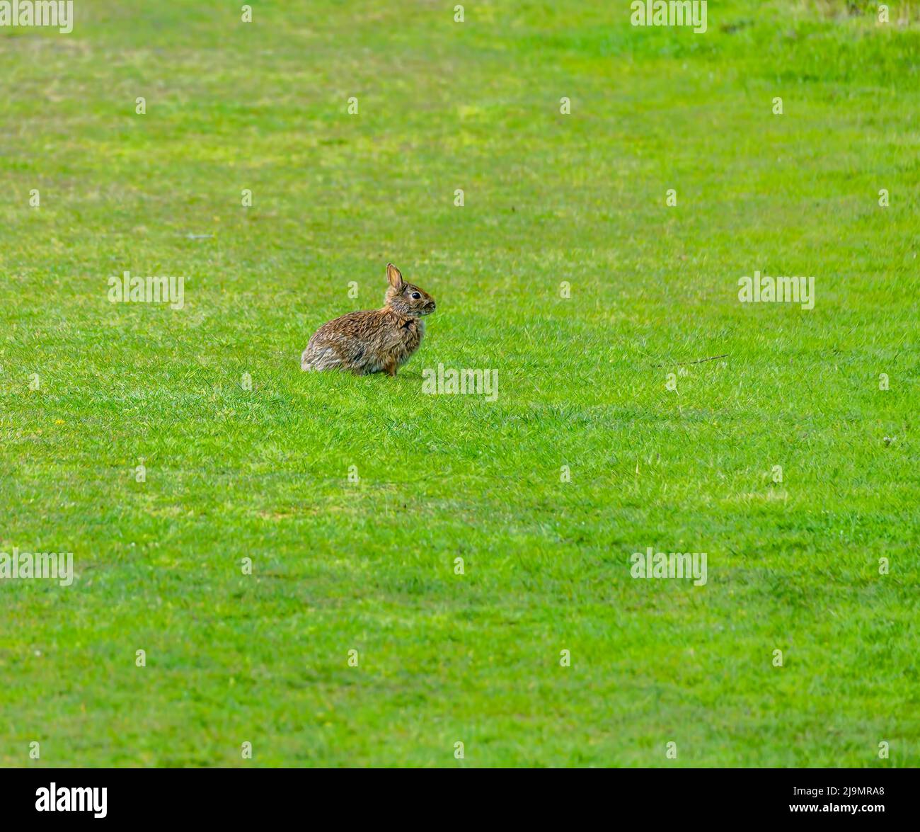 Seattle rabbit hi-res stock photography and images - Alamy