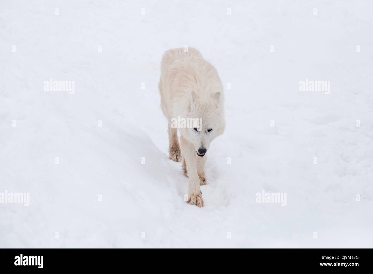 Angry polar wolf is walking on a white snow and looking at the camera ...