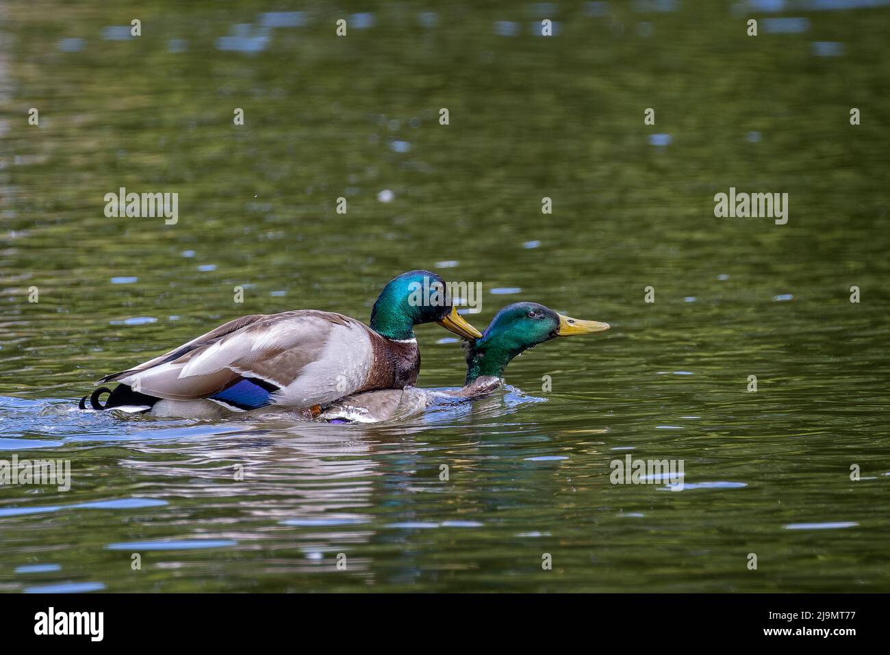 Male Mallard duck on top of another male biting back of neck on lake ...