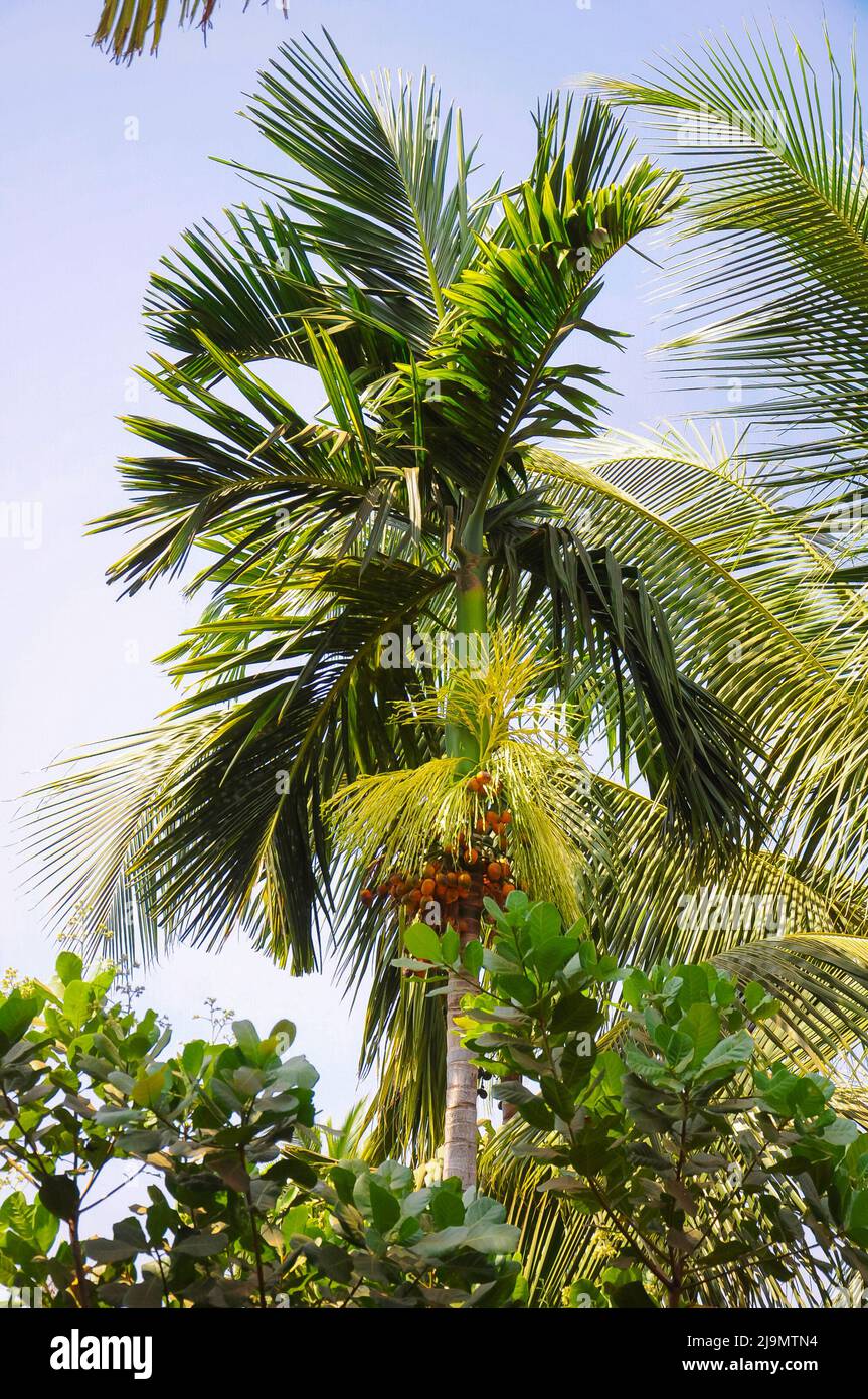 Tall lush palm tree against the sky, Goa, India Stock Photo - Alamy