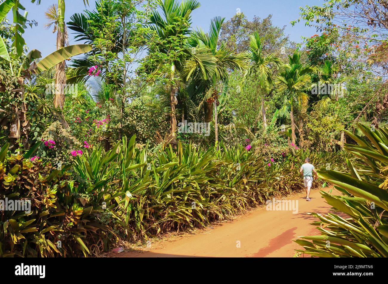 Path in the tropics among dense palm trees, Goa, India Stock Photo - Alamy