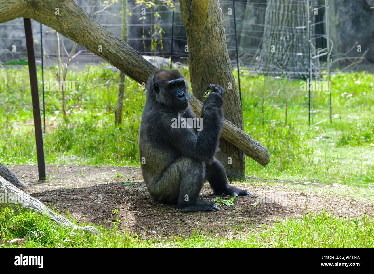 Chimpanzee sitting at zoo on the ground eating a snack on nice day ...