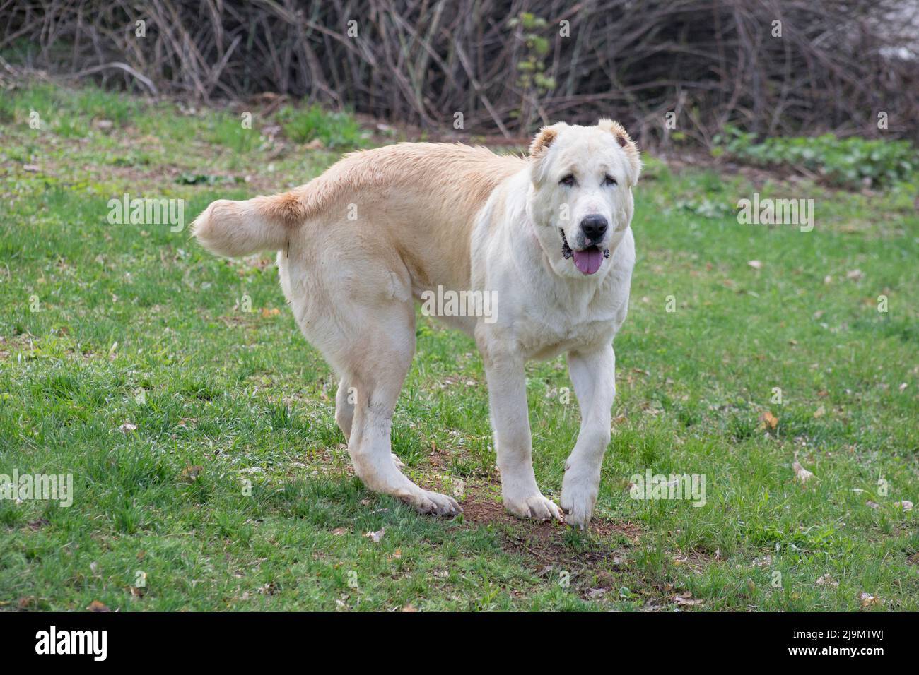 Alabai teeth hi-res stock photography and images - Alamy