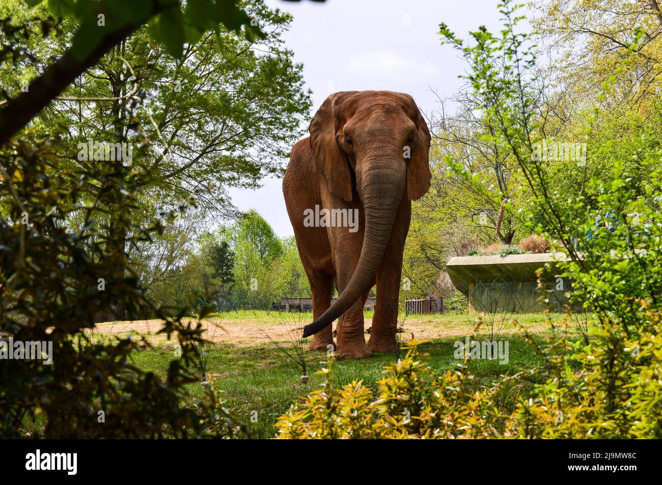 Elephant standing outside and watching people walk by at zoo Stock ...