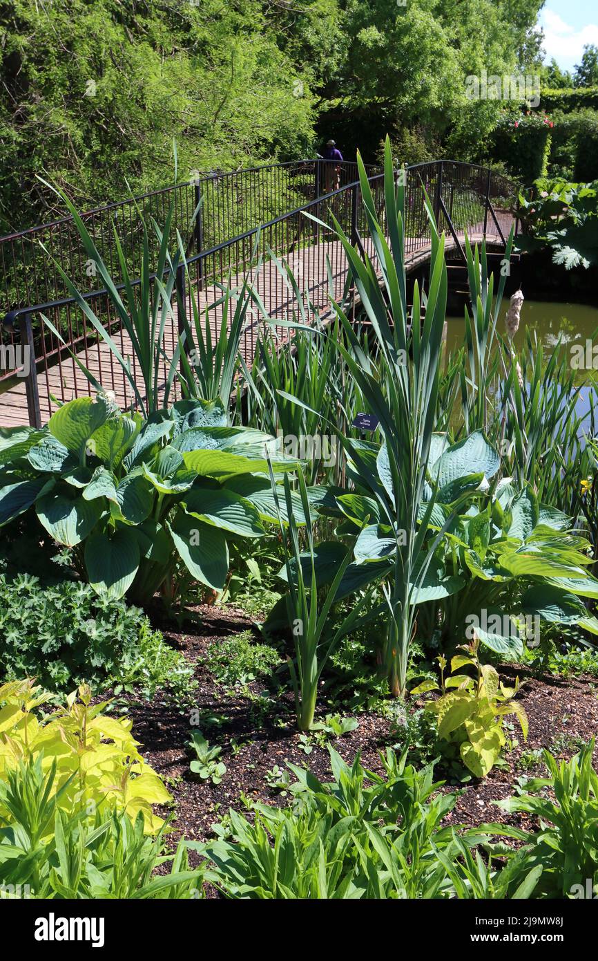 Bridge over Lower Pond, RHS Hyde Hall gardens, near Chelmsford, Essex ...