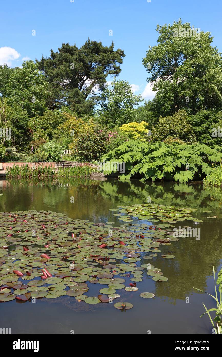 Upper Pond, RHS Hyde Hall gardens, near Chelmsford, Essex, UK Stock ...