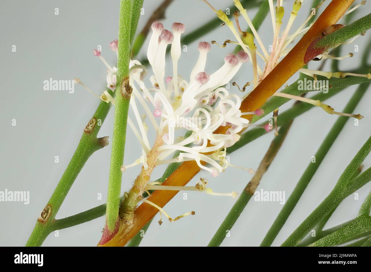Hakea australian native flower hi-res stock photography and images - Alamy