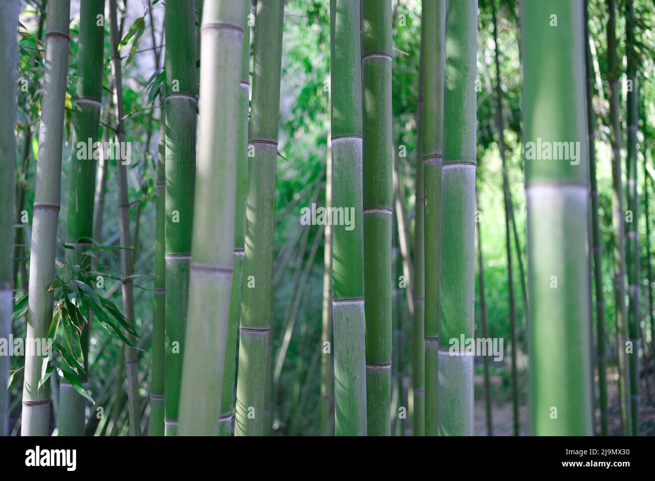 Green bamboo stems in water grove in tropics closeup Stock Photo - Alamy