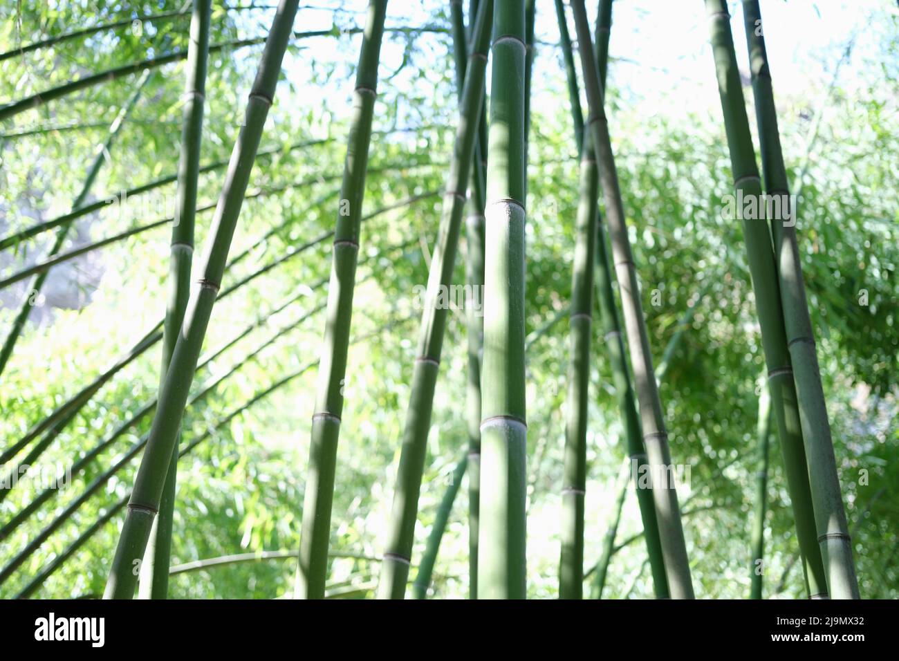 Unique bamboo hi-res stock photography and images - Alamy