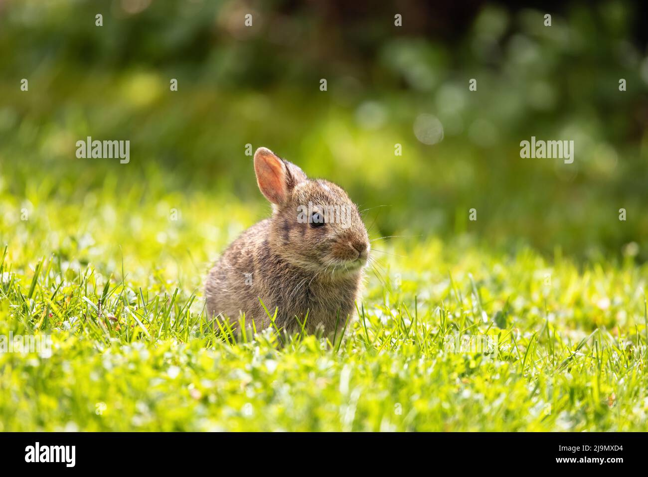 Wild Baby Rabbit sitting and eating on green grass Stock Photo - Alamy