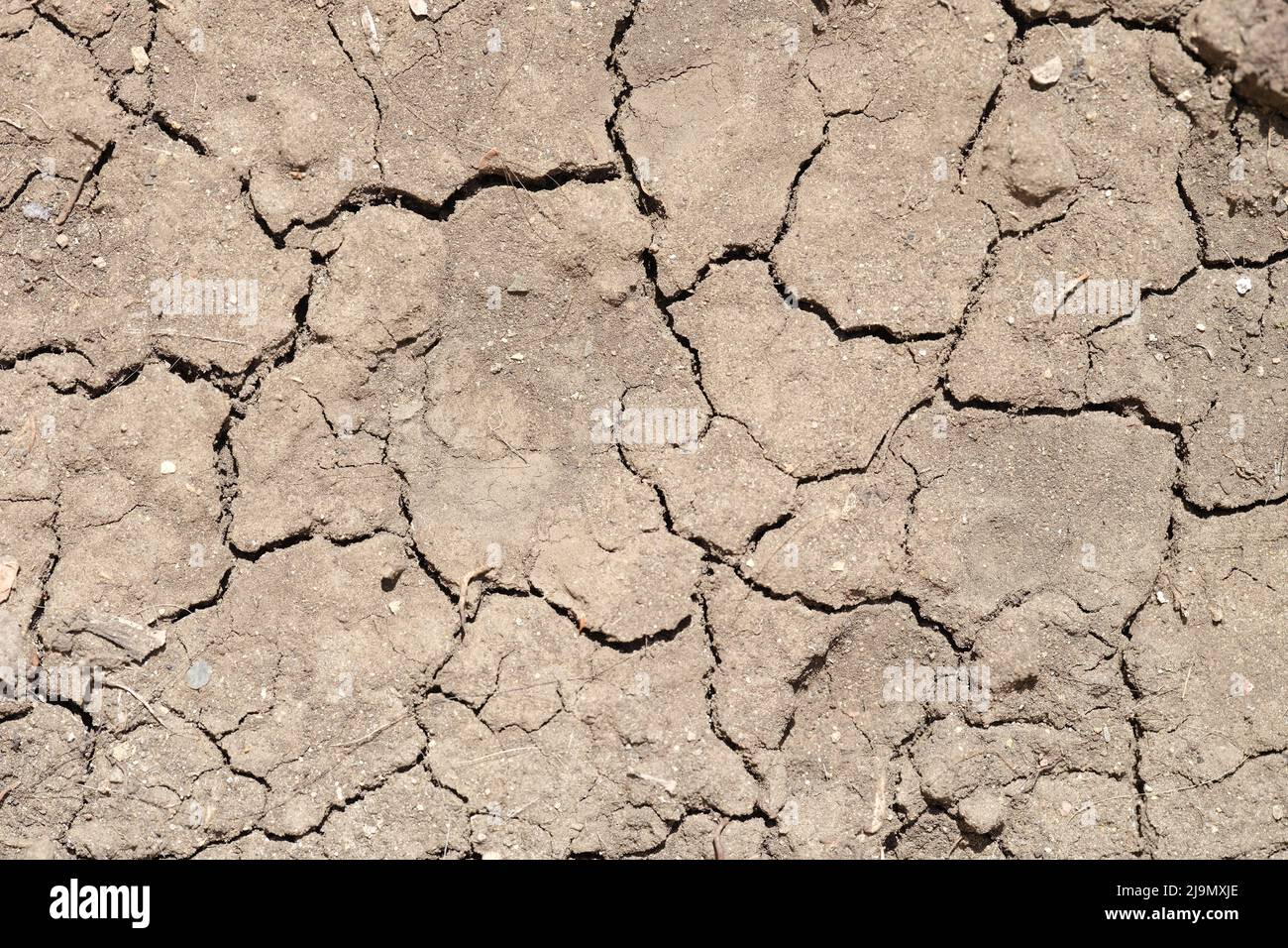 Barren land in summer. Dry dead earth in arid landscape Stock Photo - Alamy