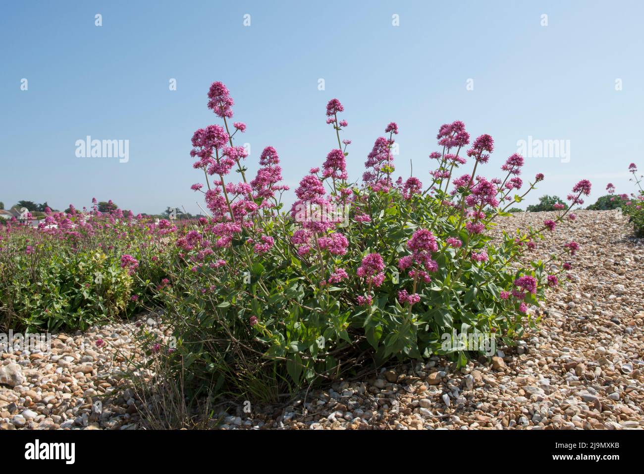 Centranthus ruber, red valerian, spur valerian, valerian, flowers ...