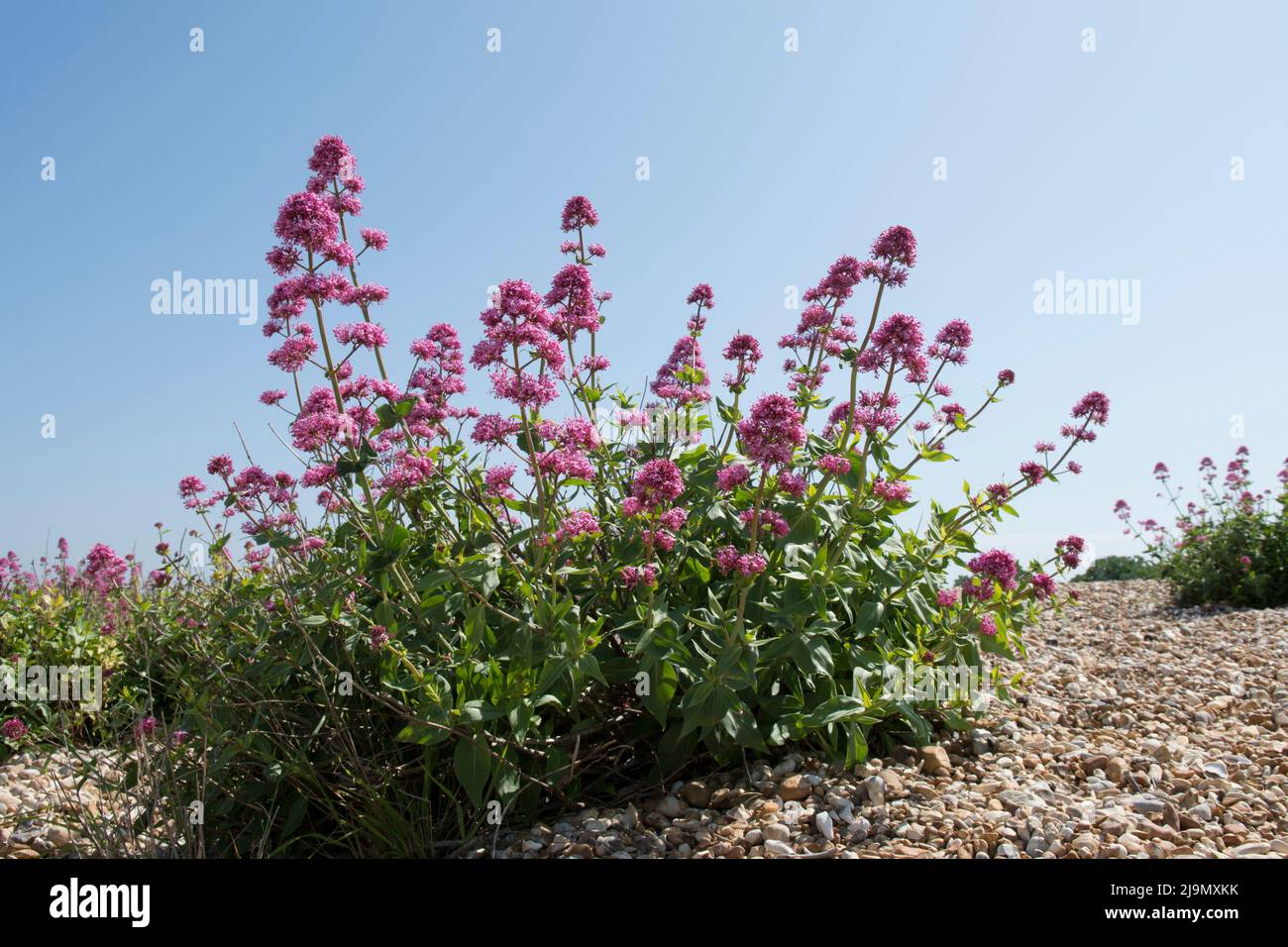Centranthus ruber, red valerian, spur valerian, valerian, flowers ...