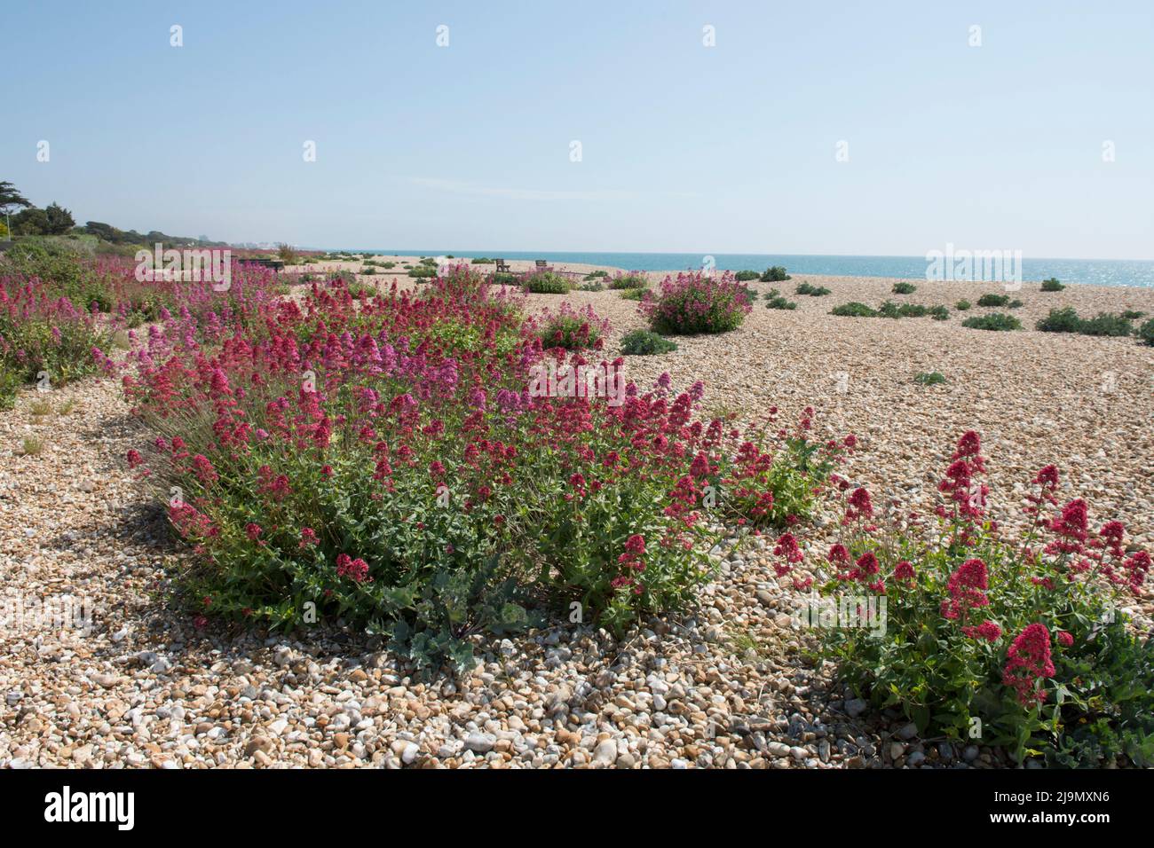 Centranthus ruber, red valerian, spur valerian, valerian, flowers ...