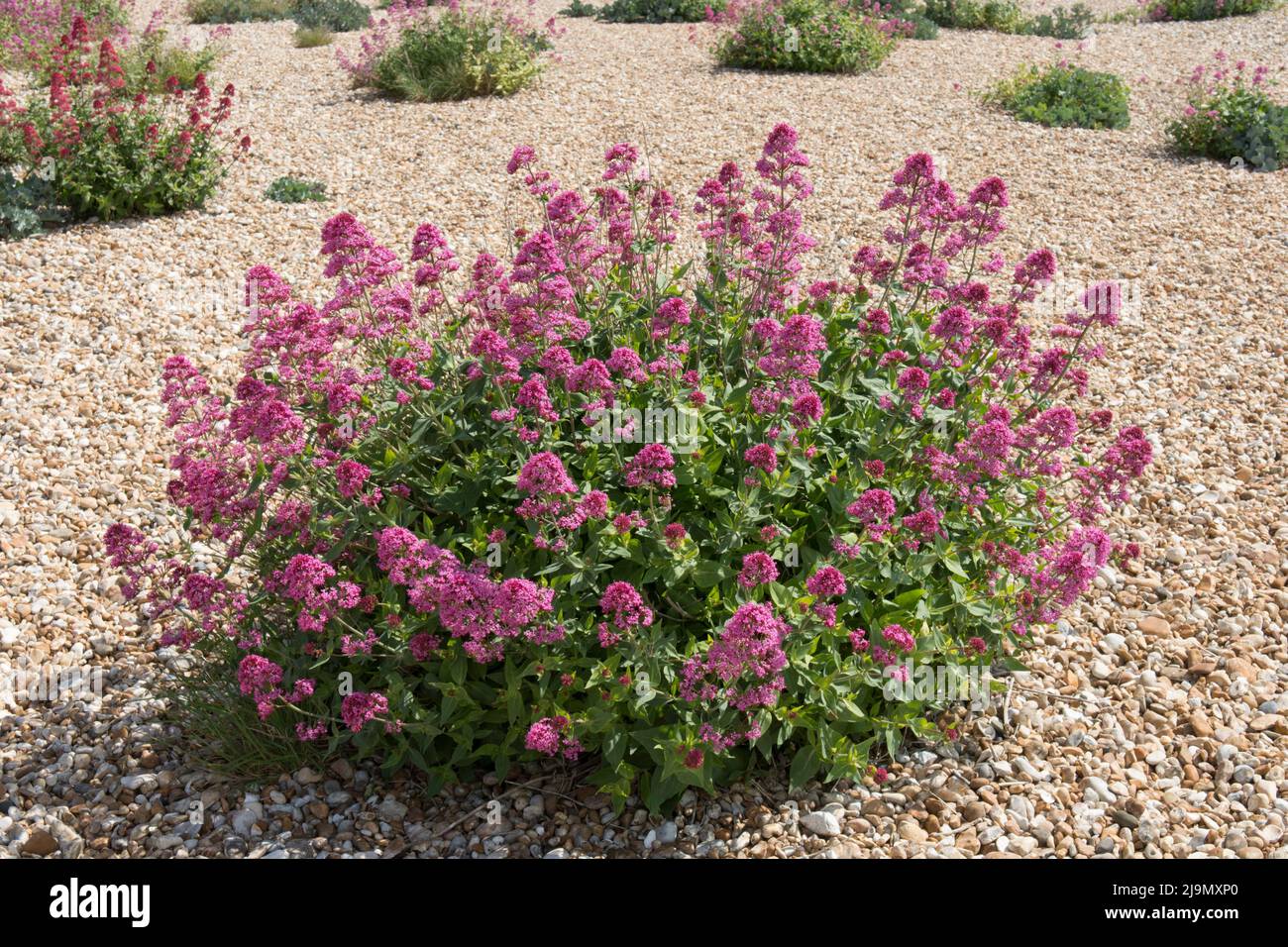 Centranthus ruber, red valerian, spur valerian, valerian, flowers ...
