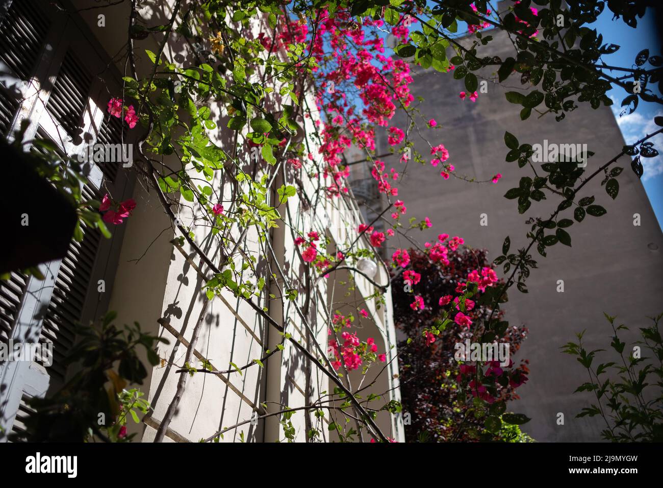 Flowers in a courtyard in Neapolitan, Athens Stock Photo - Alamy