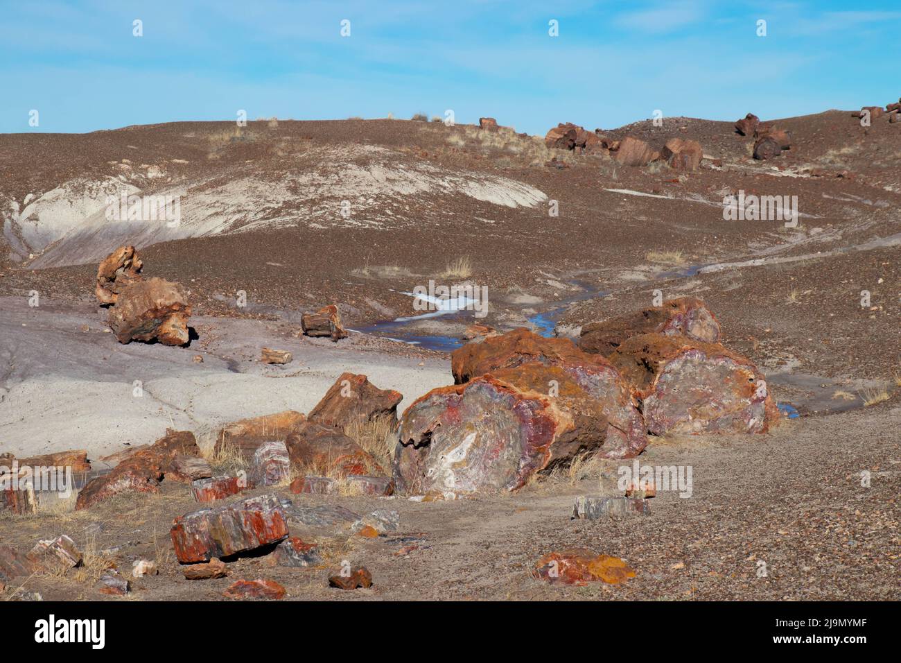 Landscape of Petrified wood at Petrified Forest National Park, Arizona ...