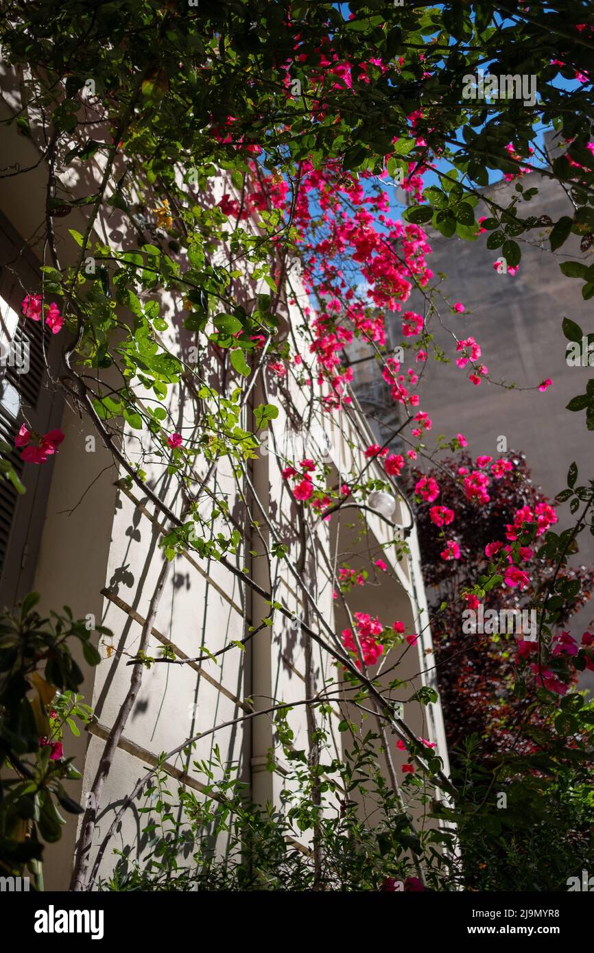 Flowers in a courtyard in Neapolitan, Athens Stock Photo - Alamy