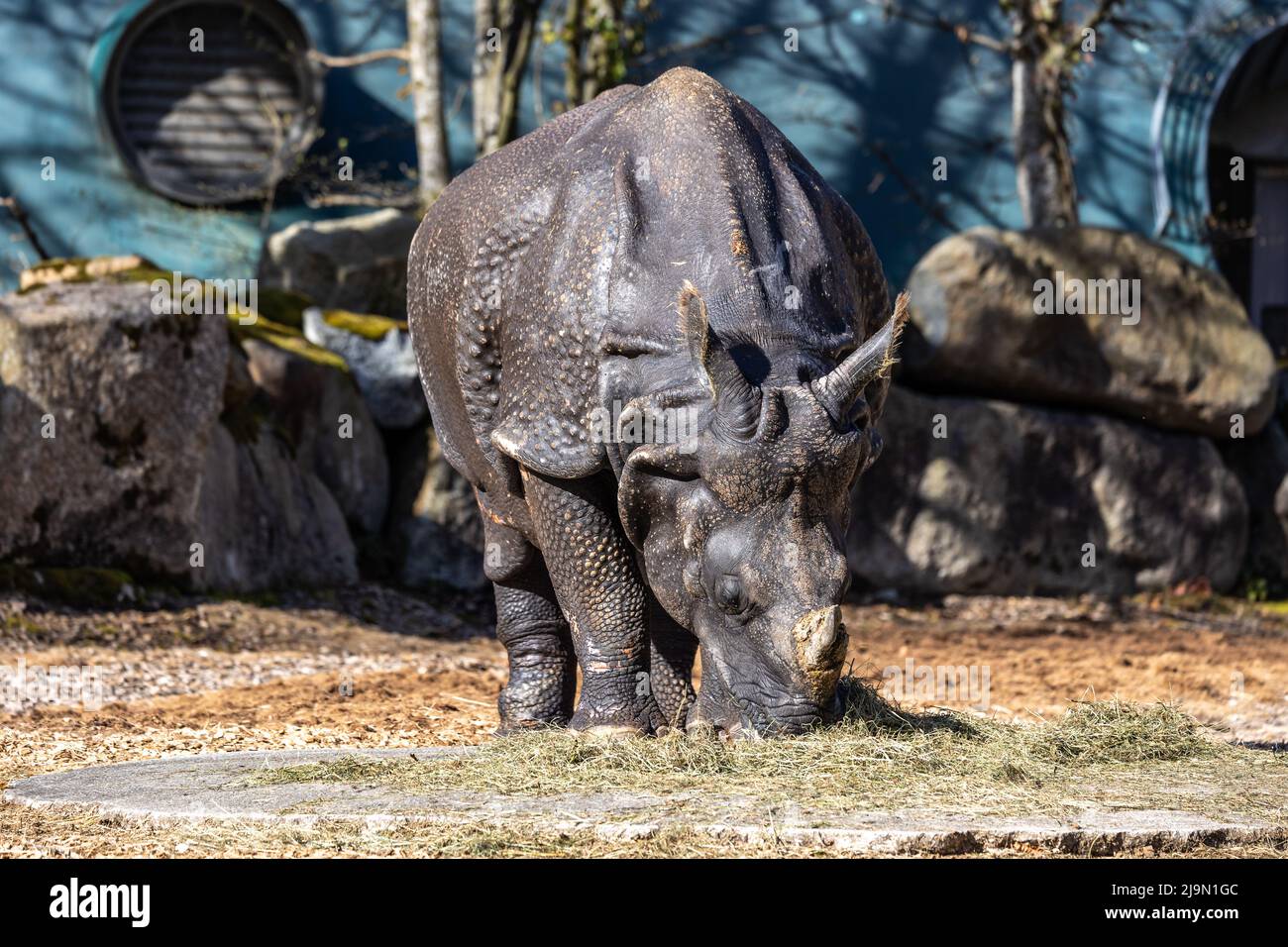 The Indian Rhinoceros, Rhinoceros unicornis is also called Greater One ...