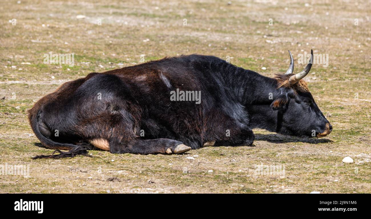 Heck cattle, Bos primigenius taurus, claimed to resemble the extinct ...