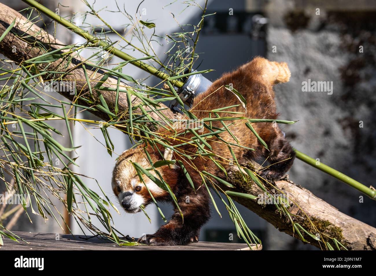 The red panda, Ailurus fulgens, also called the lesser panda and the ...