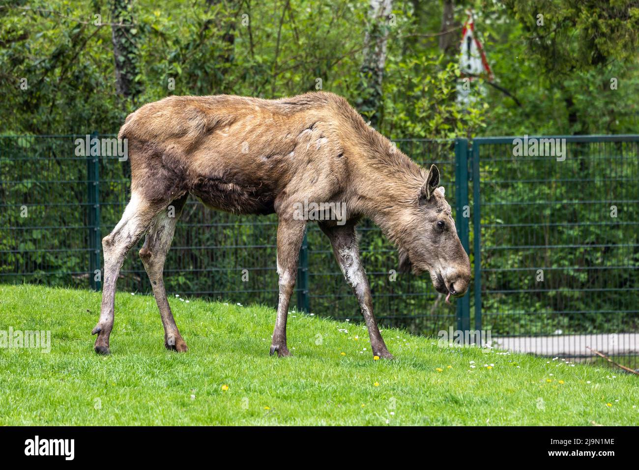 European Moose, Alces alces, also known as the elk. Wild life animal ...