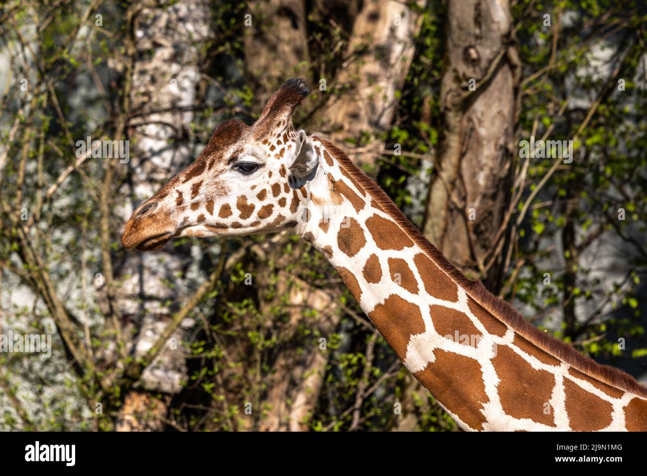 The giraffe, Giraffa camelopardalis is an African even-toed ungulate ...