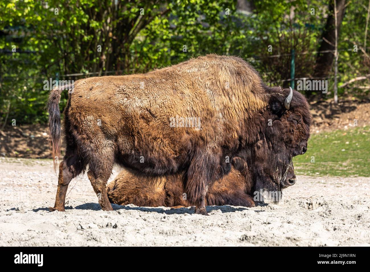 The American bison or simply bison, also commonly known as the American ...