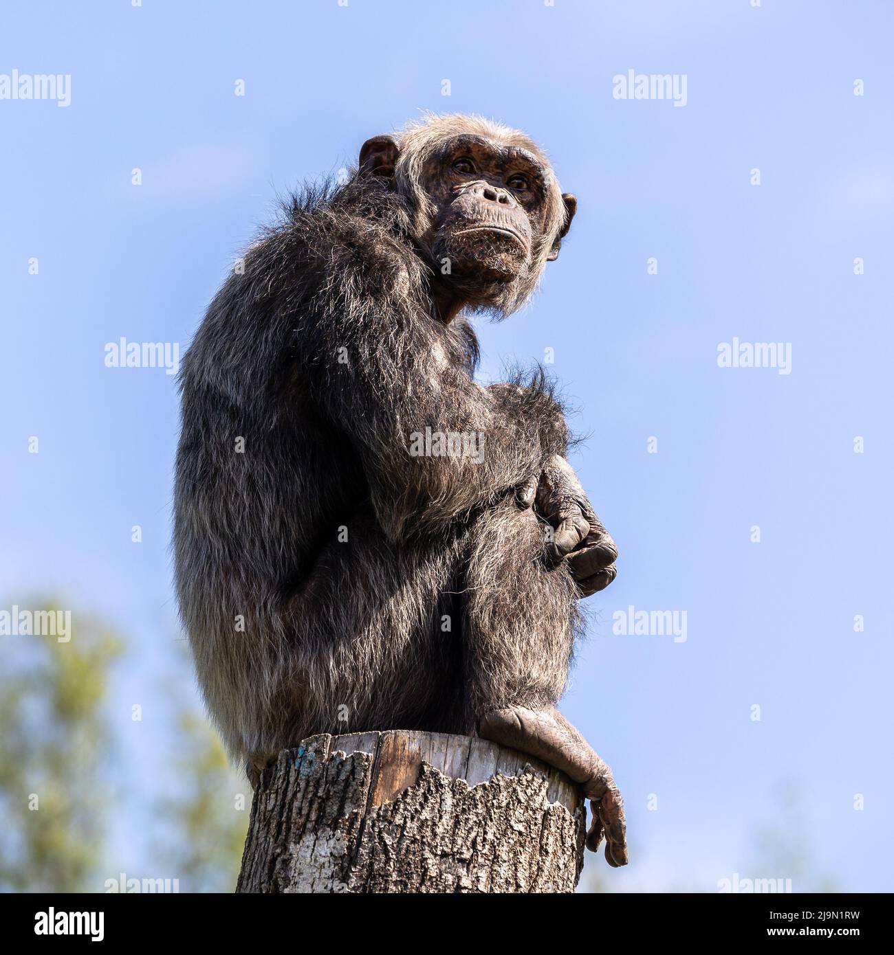 Common Chimpanzee, Pan troglodytes, popular great ape from African ...