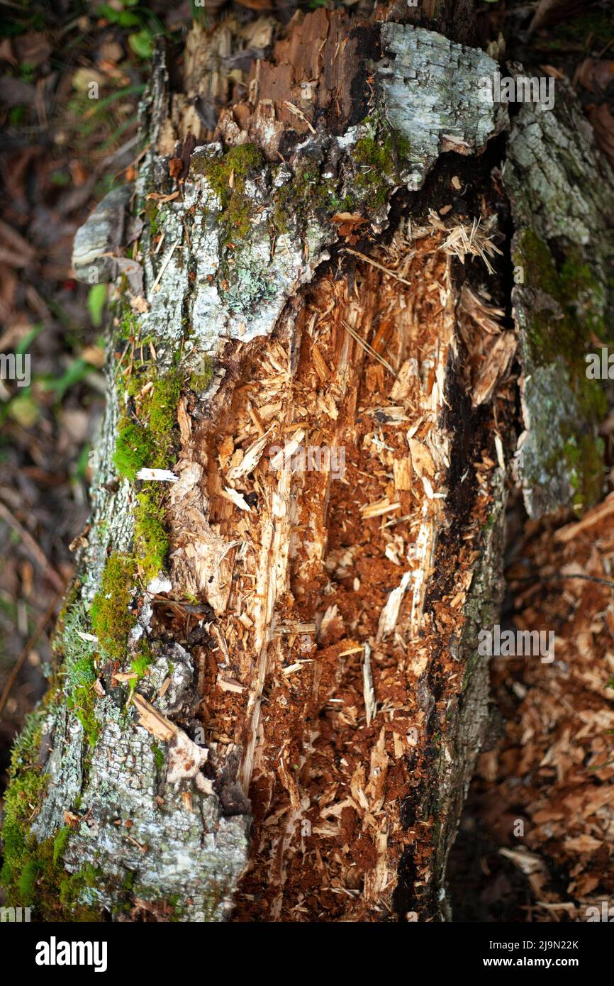 Details of deforestation. Old trees. Dry logs. Fallen tree trunks Stock ...