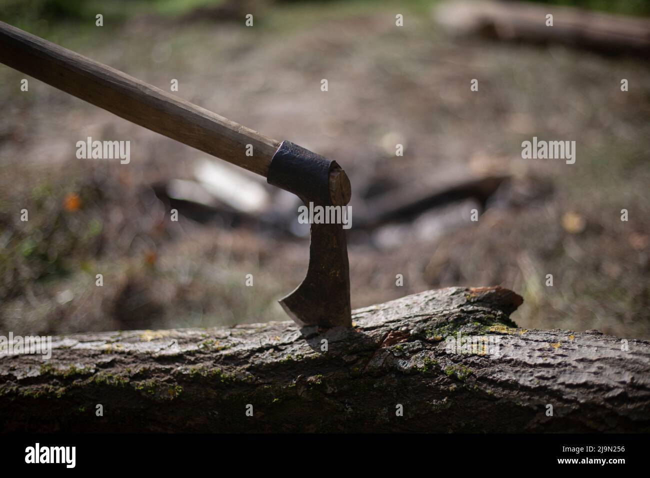 Ax for cutting firewood with a long handle in the forest. The ax is ...