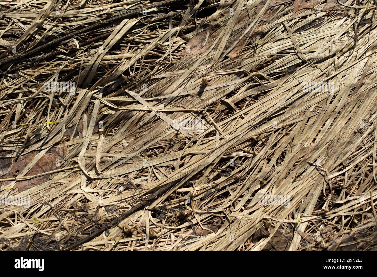 Dry grass. Texture of dry plants. Details of nature. Lots of grass ...