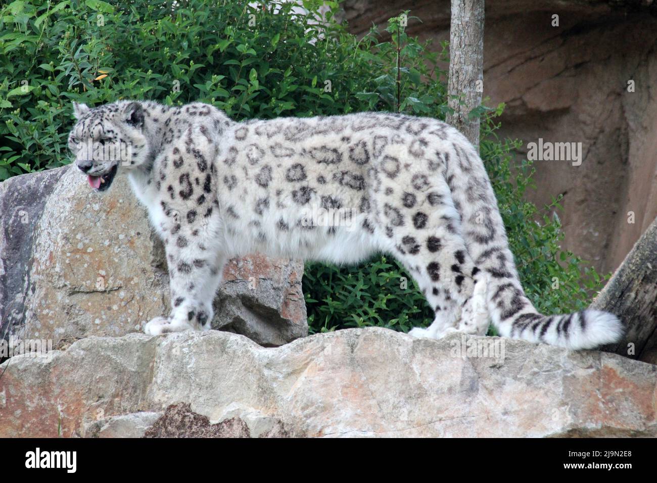 snow leopard in a zoo in france Stock Photo - Alamy