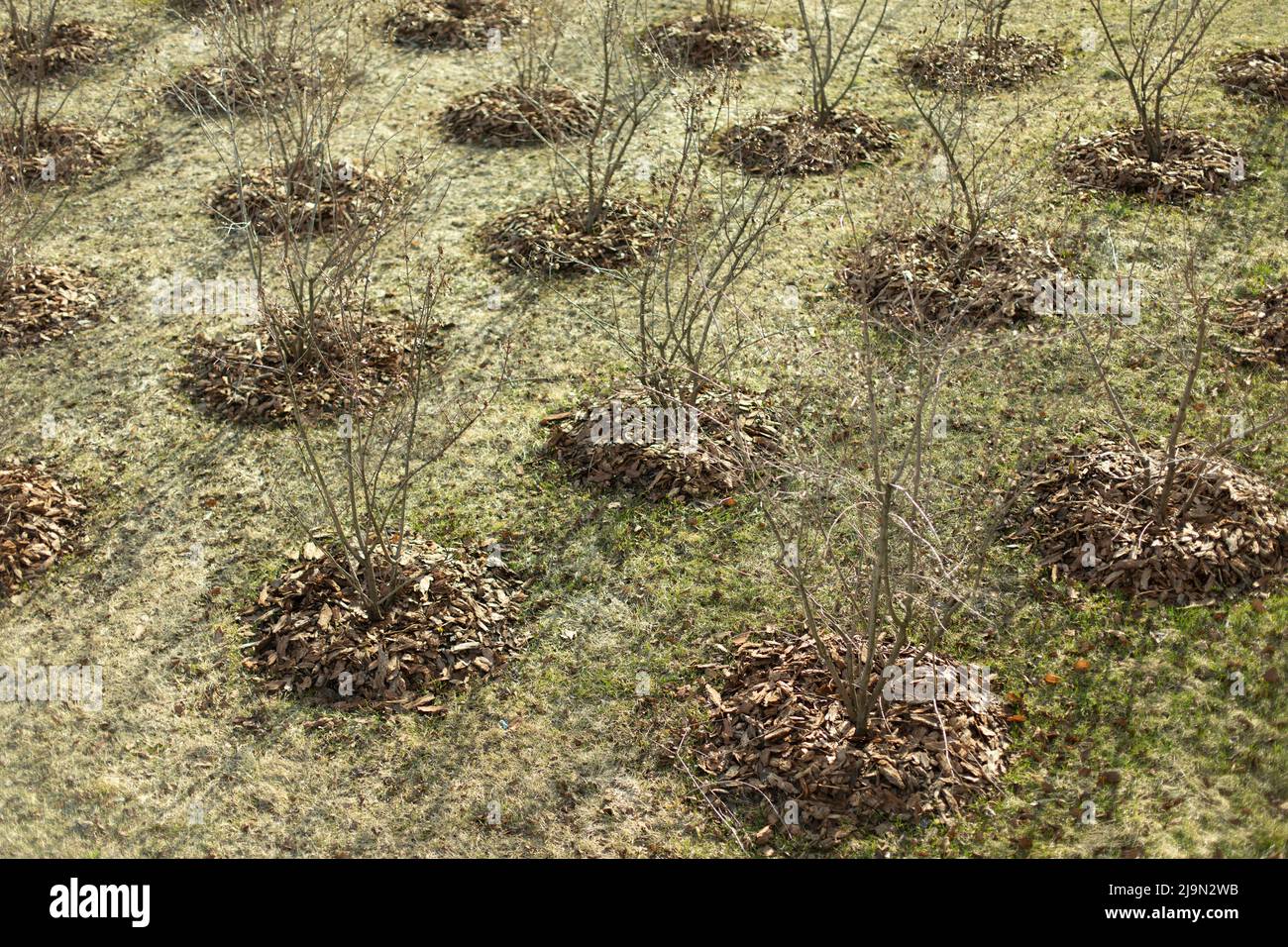 Planting trees in park. Tree seedlings in ground. Lots of holes with ...