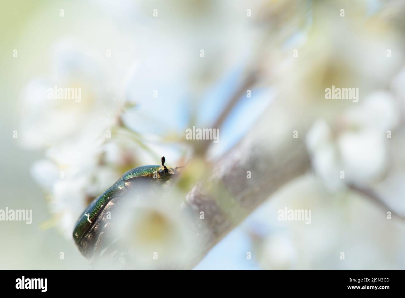 Copper chafer (Protaetia cuprea) pollinating Cherry plum or Myrobalan ...