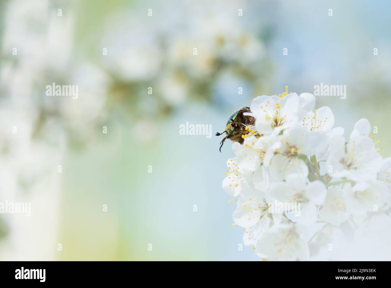 Copper chafer (Protaetia cuprea) pollinating Cherry plum or Myrobalan ...