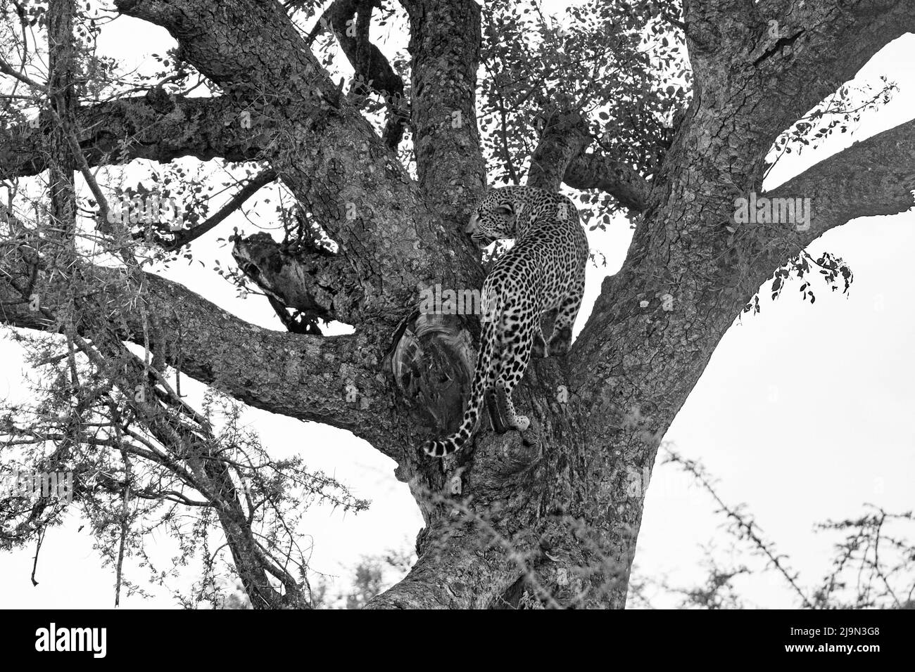 Black and white photo of African leopard (Panthera pardus pardus ... Black and white photo of African leopard (Panthera pardus pardus ...