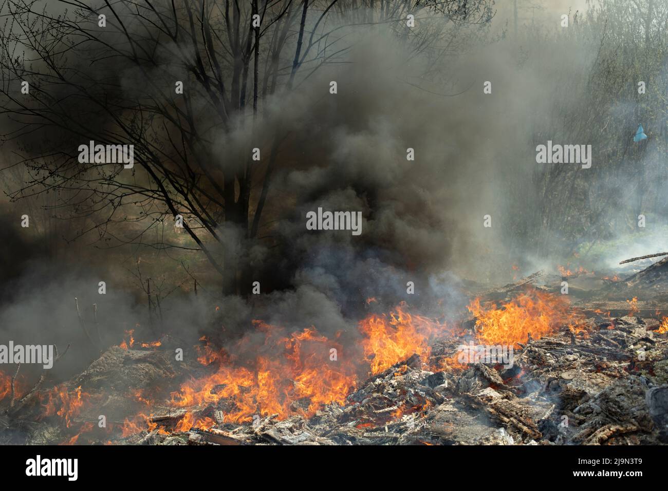 Fire in forest. Ignition of grass. Fire and smoke. Damage to ...