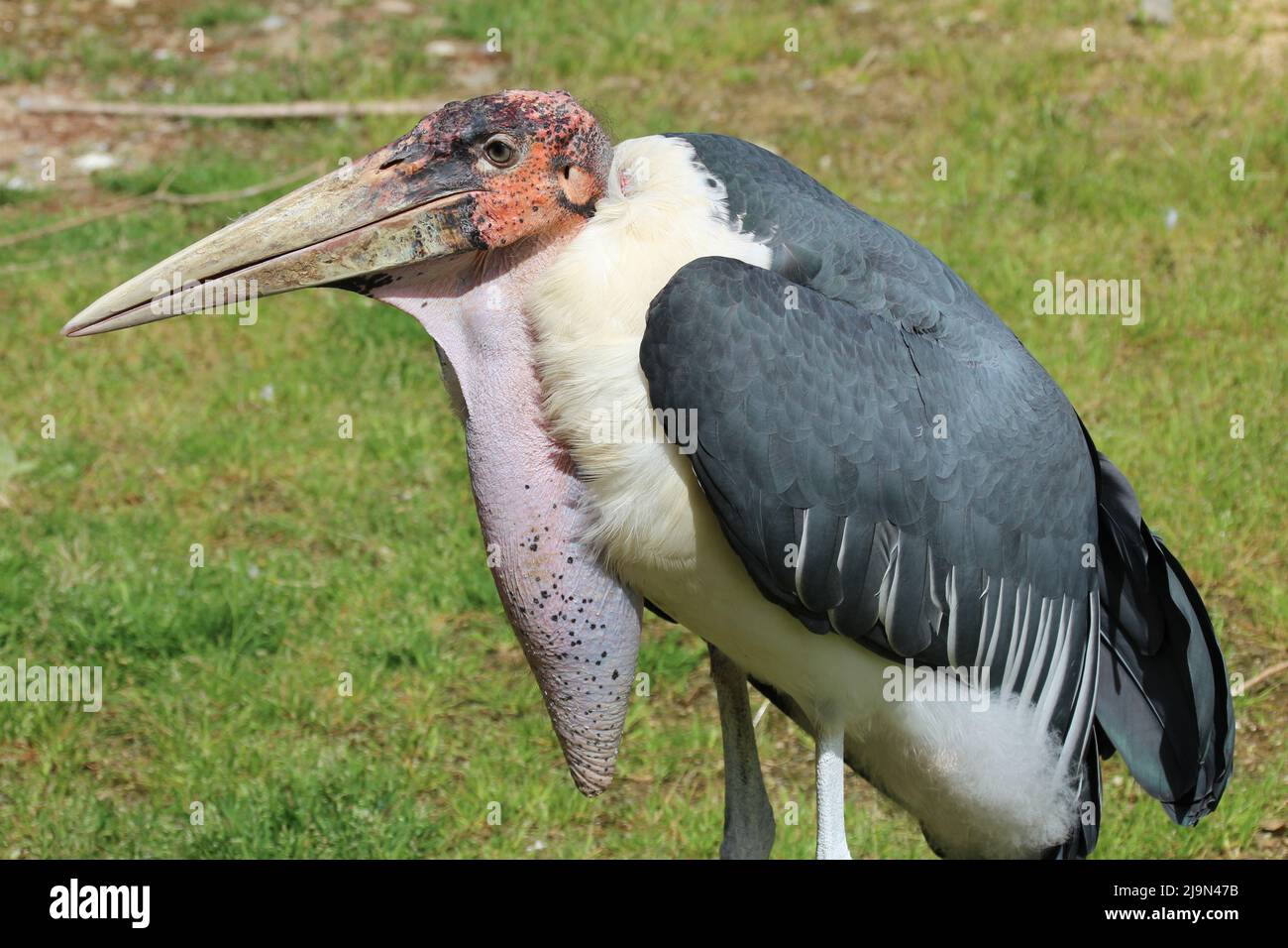 Marabout africain hi-res stock photography and images - Alamy